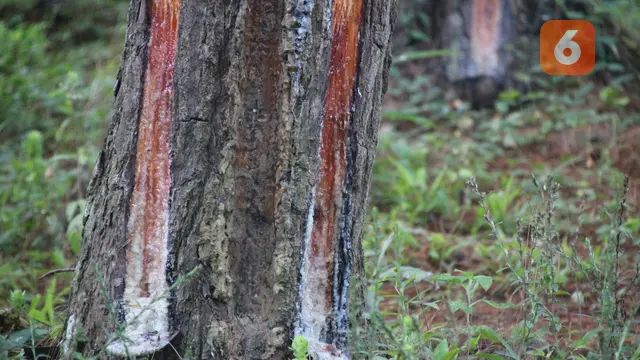 Hikayat Penyadap Getah Pinus dan Bayang-Bayang Kerusakan Hutan di ...