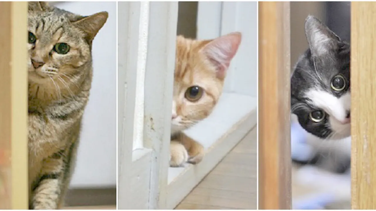 6 Tren Pose Foto Kucing Ini Ternyata Ada di Dunia