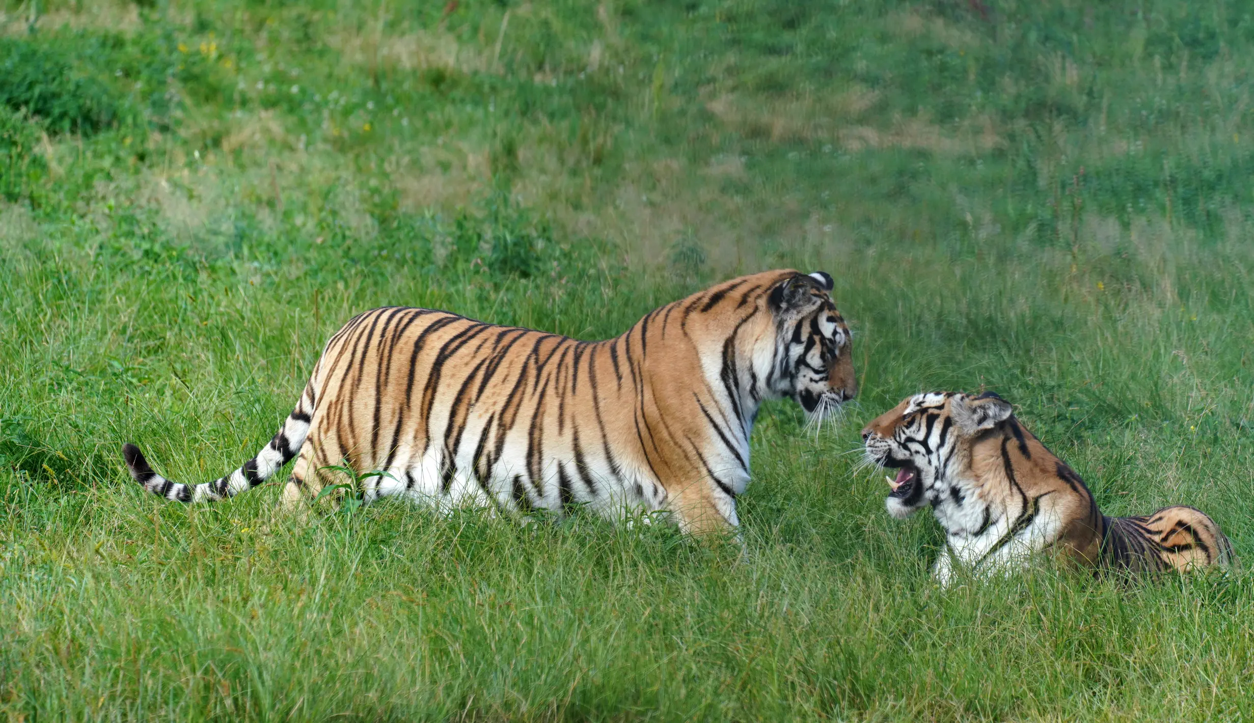 FOTO: Melihat Tingkah Harimau Siberia di Taman Hengdaohezi - Foto ...