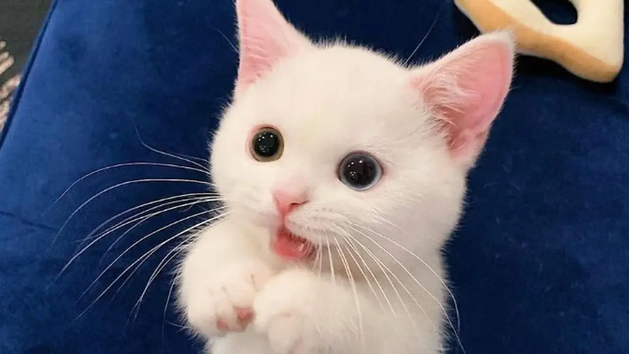 10 Potret Ekspresi Lucu Kucing saat Kaget Ini Bikin Gemas - Hot ...