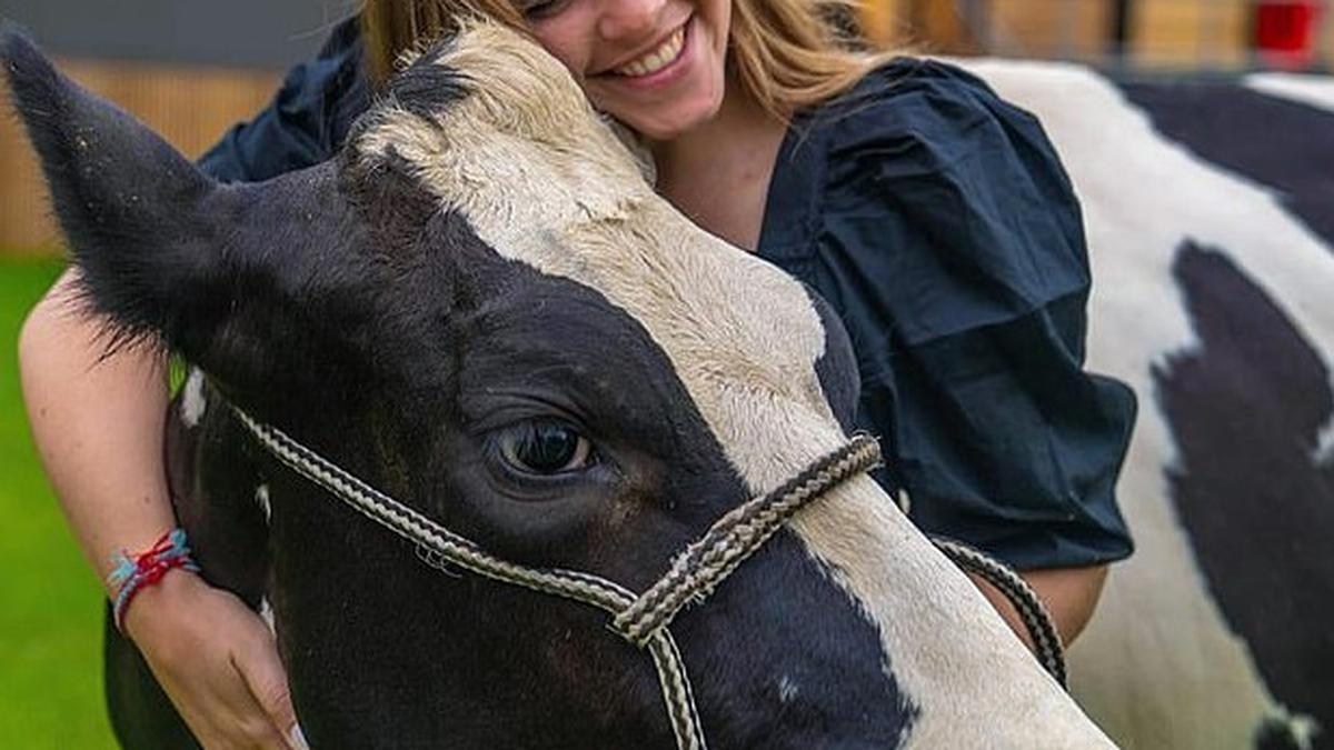 Tren Kesehatan Terbaru, Memeluk Sapi Dianggap Dapat Melepas Stres ...
