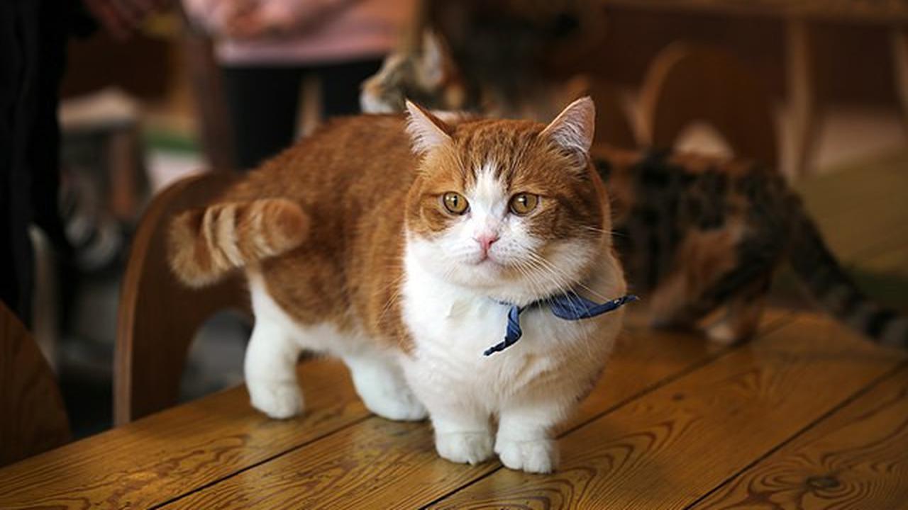 Gemas Banget, 9 Ras Kucing Ini Punya Kaki yang Pendek