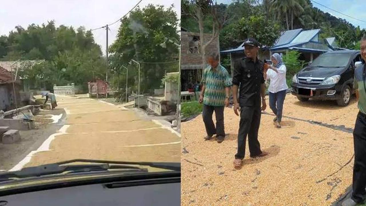 8 Potret Nyeleneh Orang Jemur Gabah dan Jagung di Jalan Ini Bikin ...
