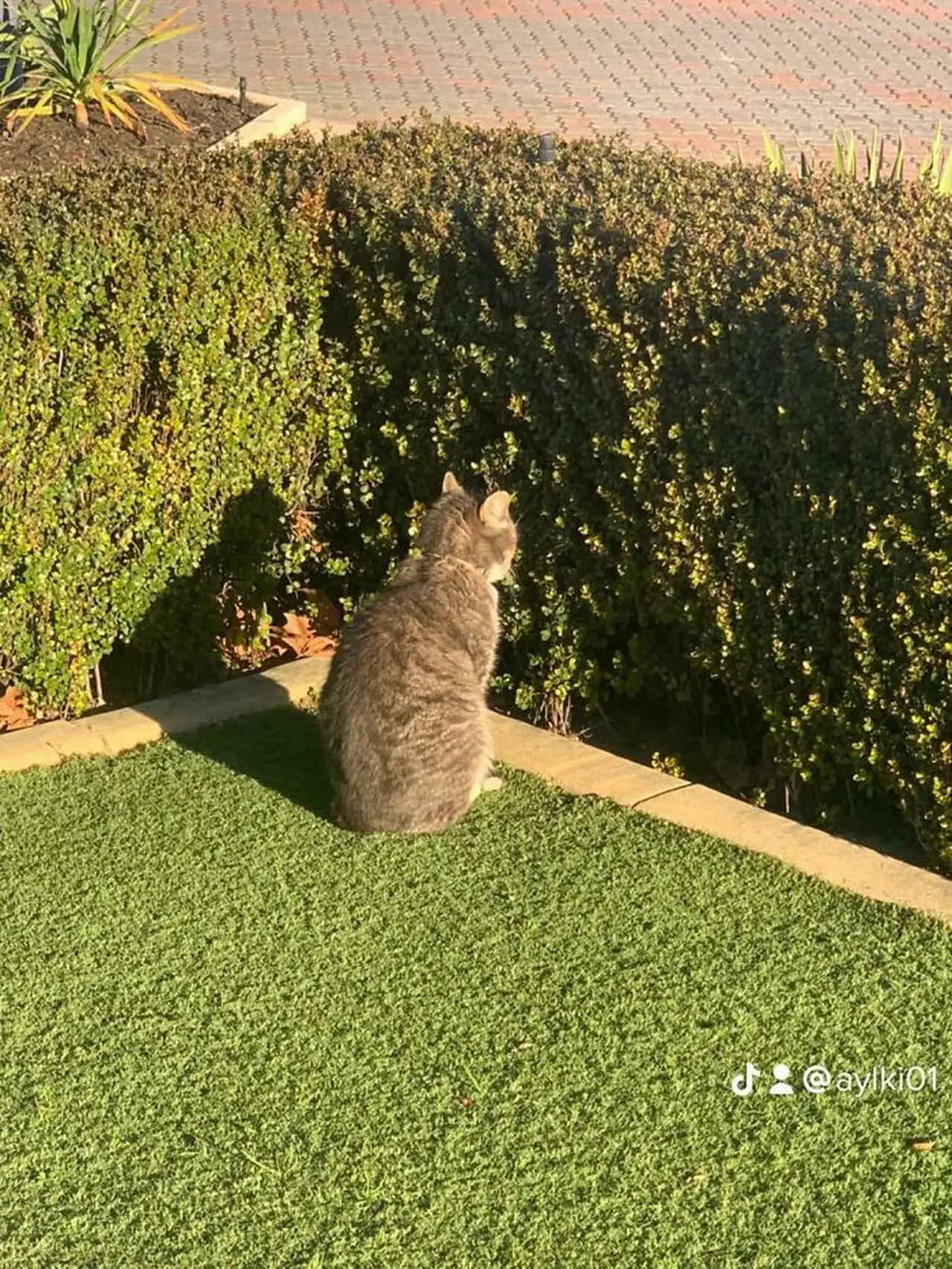 7 Potret Pose Absurd Kucing saat Berada di Rumah Ini Lucu Banget - Hot ...