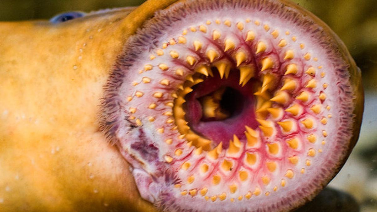 2 Spesies Lamprey Kuno Terbesar Akhirnya Ditemukan, Hewan dengan Wujud ...
