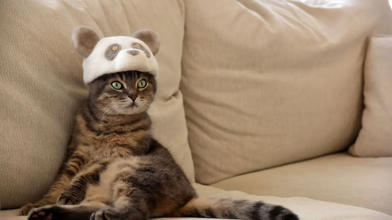 10 Potret Kucing Pakai Topi, Wajahnya Jadi Imut Banget - Hot Liputan6.com