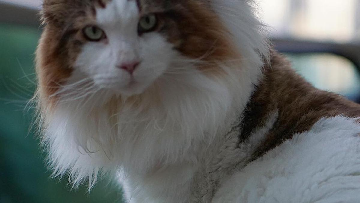 Samson, Kucing Raksasa yang Lucu