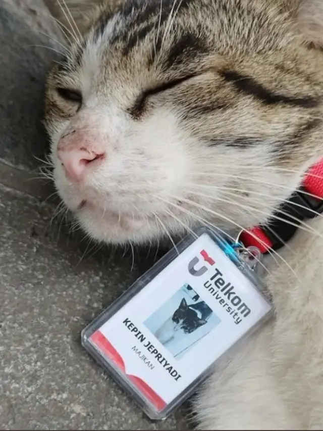 6 Potret Kucing Jadi 'Karyawan' Ini Menggemaskan, Ekspresinya Lucu ...