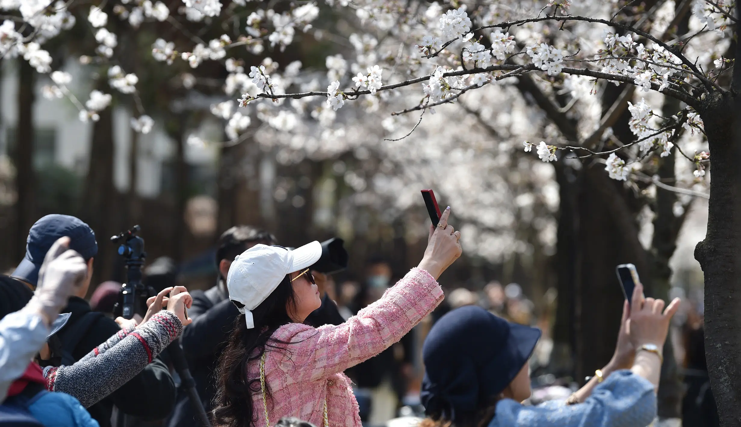 Saat Bunga Sakura Bermekaran di China - Foto Liputan6.com