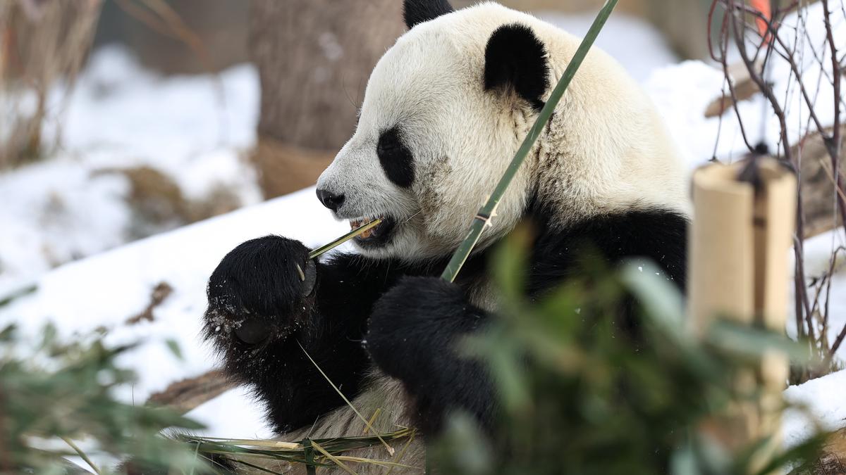 FOTO: Tingkah Panda Saat Asyik Menyantap Bambu - Foto Liputan6.com