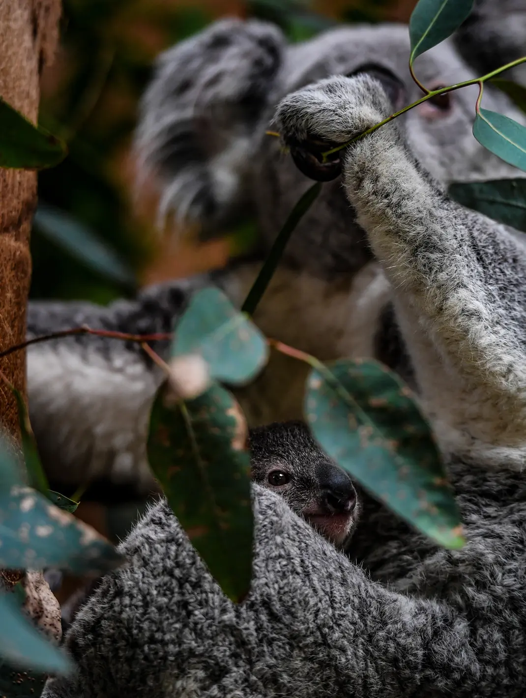 FOTO: Imutnya Bayi Koala yang Lahir di Kebun Binatang Lisbon - Foto ...