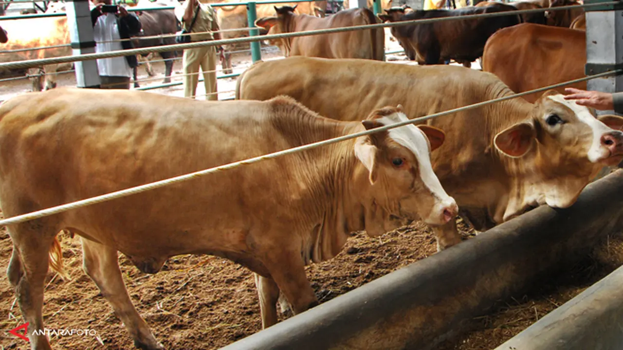 Demi Makan Bergizi Gratis, Pemerintah Mau Impor 1,3 Juta Sapi Hidup ...