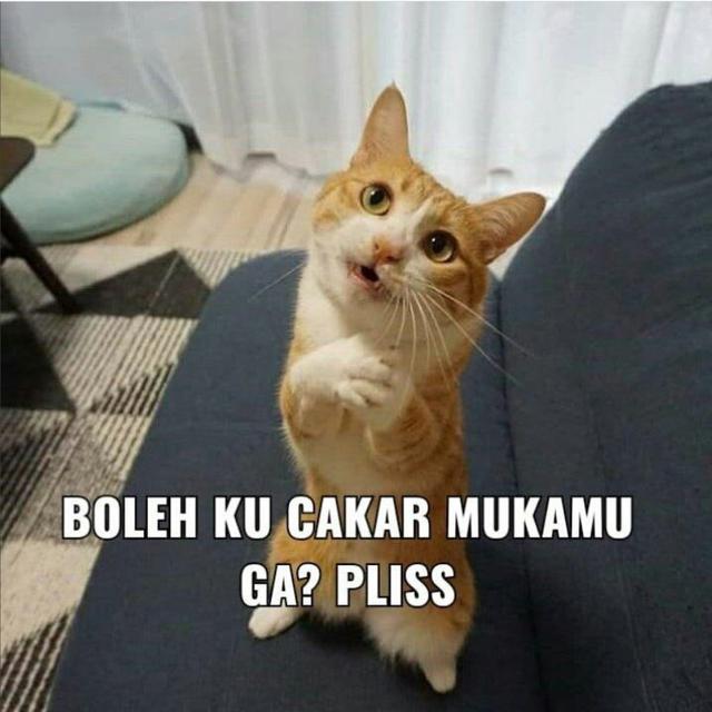 6 Meme Kucing Gambarkan Ekspresi Kesal Ini Bikin Gemas, Enggak Jadi ...