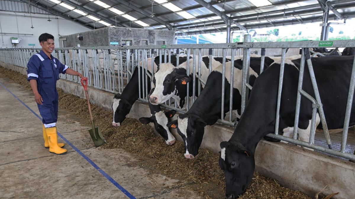Dukung Produksi Susu di Indonesia, Pemerintah Belanda Sponsori ...