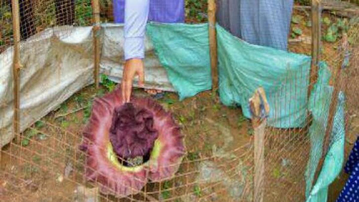 Heboh Bunga Bangkai Mekar di Riau