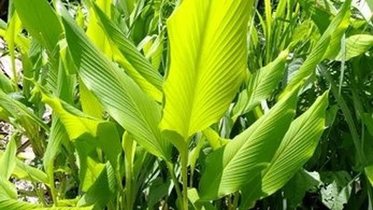 Tanaman Rimpang yang Bisa Ditanam Sekali, Panen Berkali-kali untuk ...