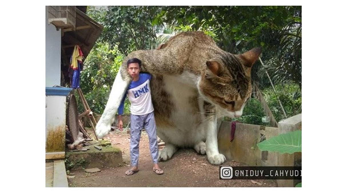5 Editan Foto Kucing Raksasa Ini Kocak Banget - Hot Liputan6.com