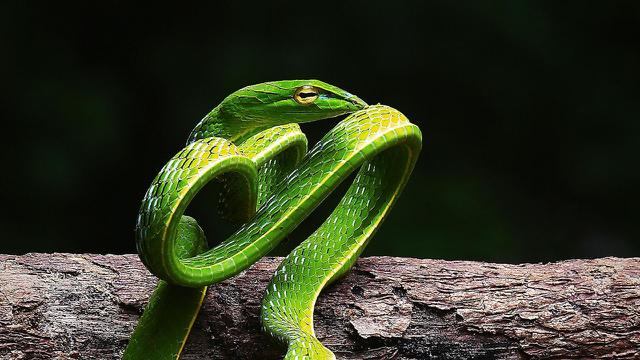 Waspadai Beda Ular Picung dan Ular Pucuk yang Sering Ditemui, Salah ...