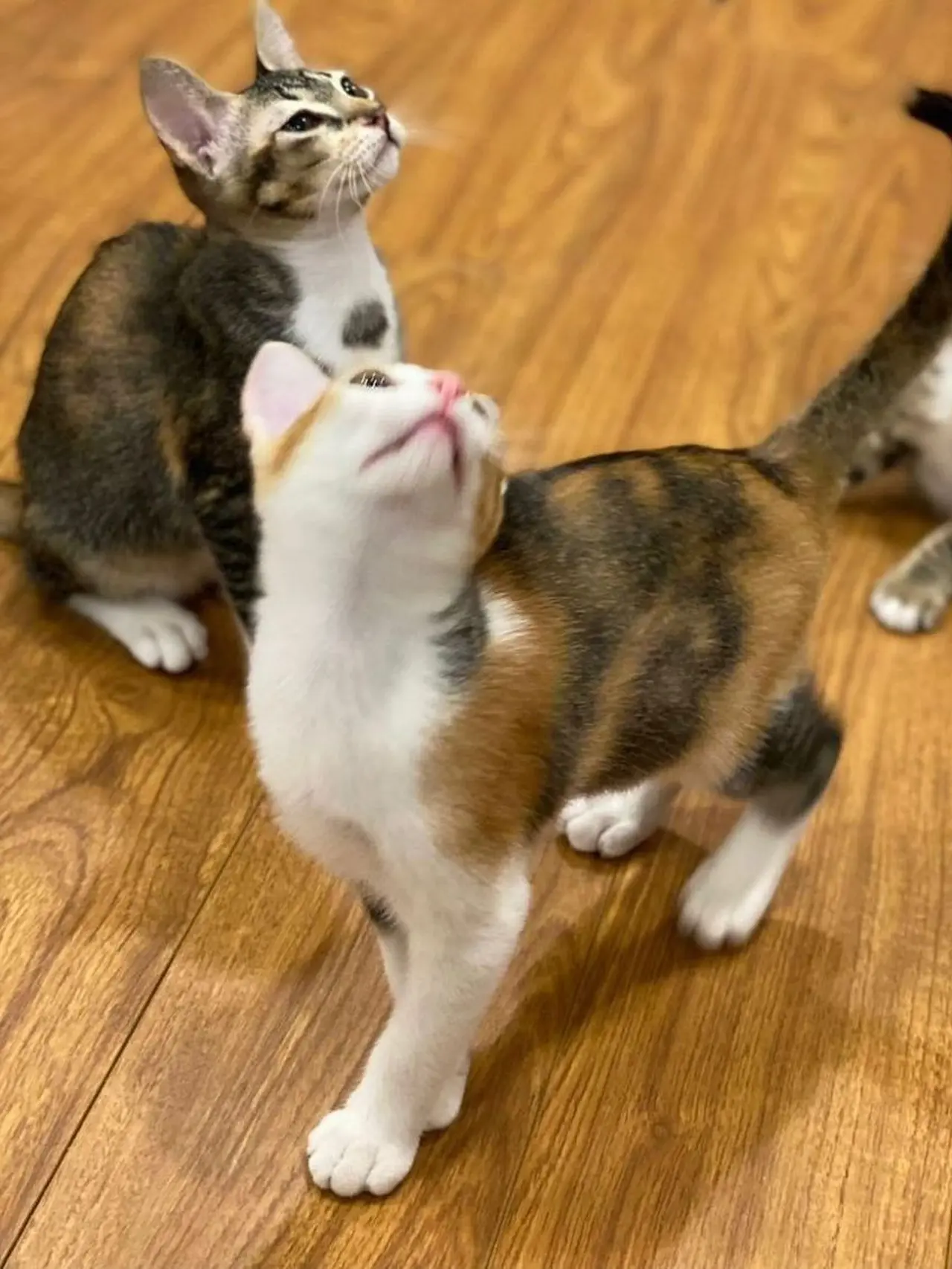 7 Potret Gemas Kucing Prabowo Subianto, Bobby, Mika, Miki, dan Miko - Hot Liputan6.com