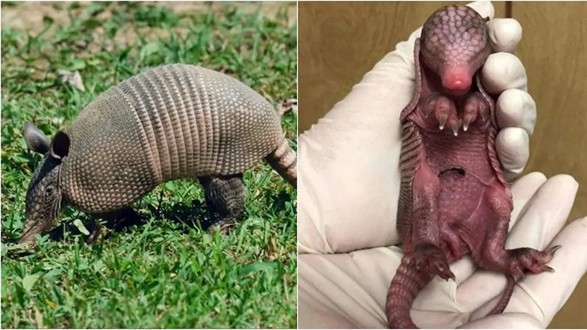 Berita hewan baru lahir Hari Ini - Kabar Terbaru Terkini | Liputan6.com