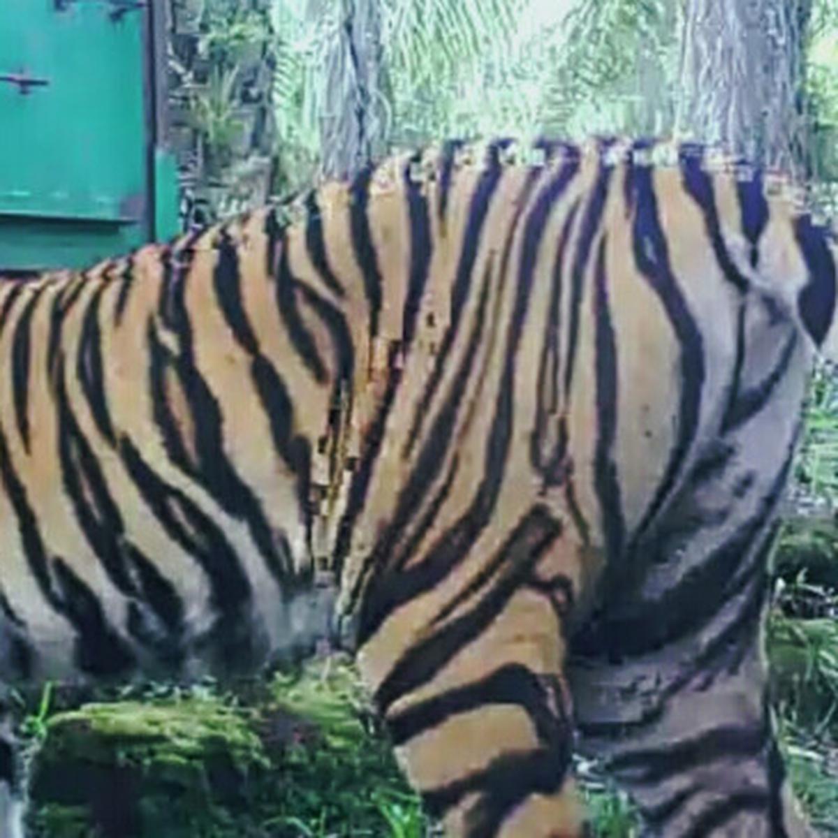 Harimau Siluman