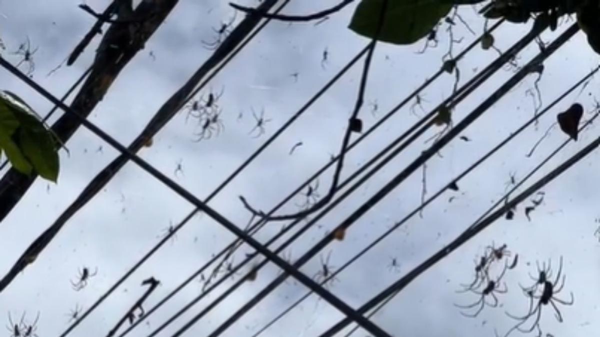 Turis Inggris Merinding Rekam Ratusan Laba-Laba di Bali: Hal Terburuk ...