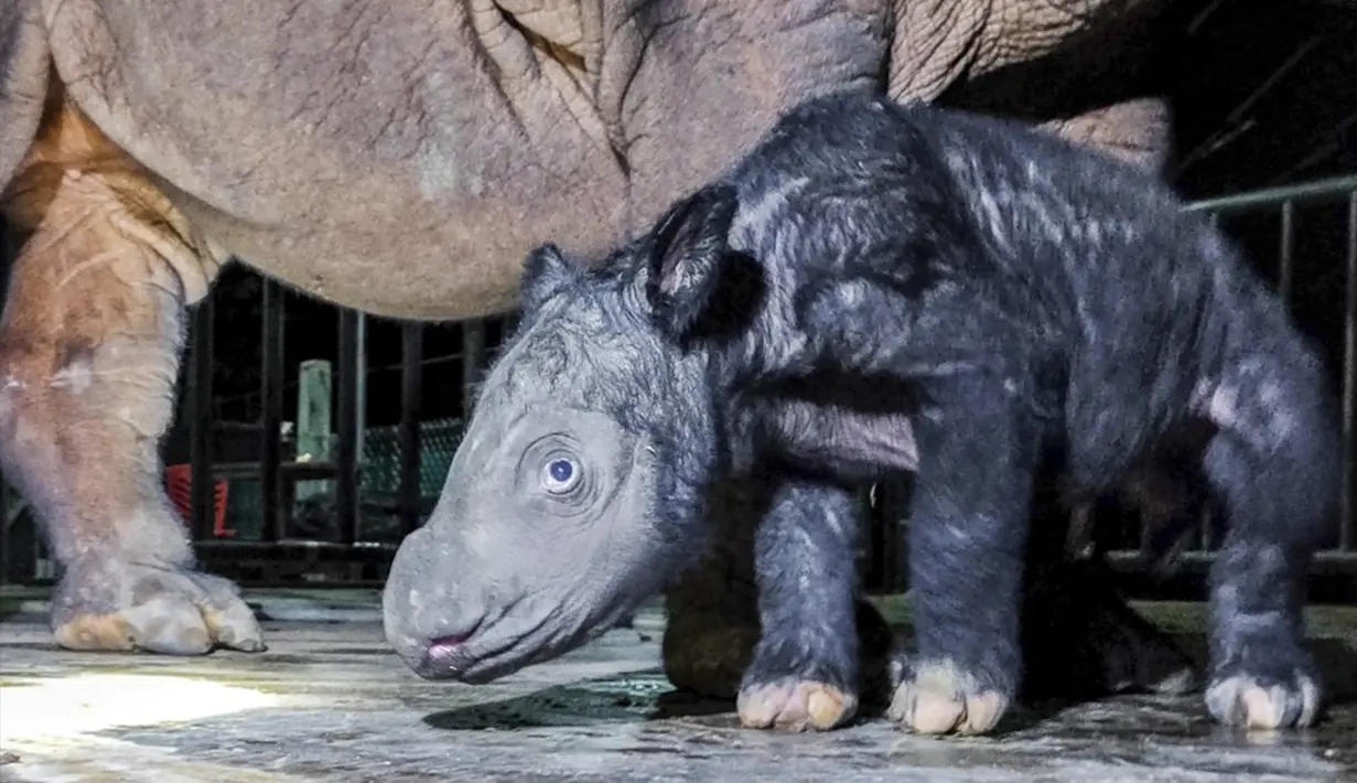 Potret Menggemaskan Bayi Badak Sumatera yang Lahir di Taman Nasional ...