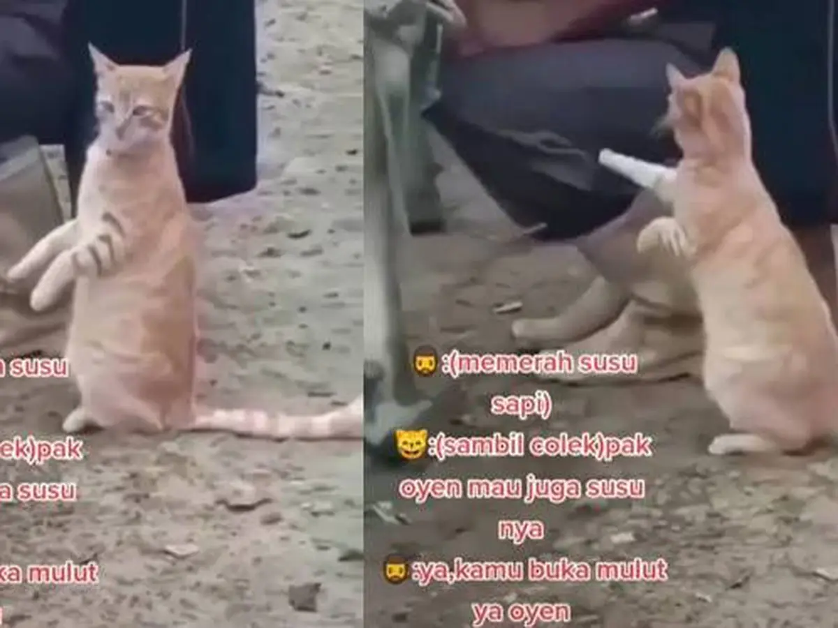 Memes Susu Sapi