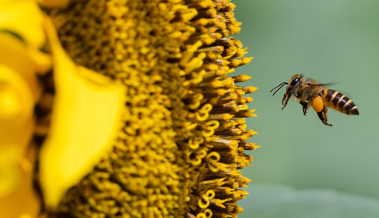 FOTO: Mengunjungi Taman Bunga Matahari di Bagan Datuk Malaysia - Foto ...