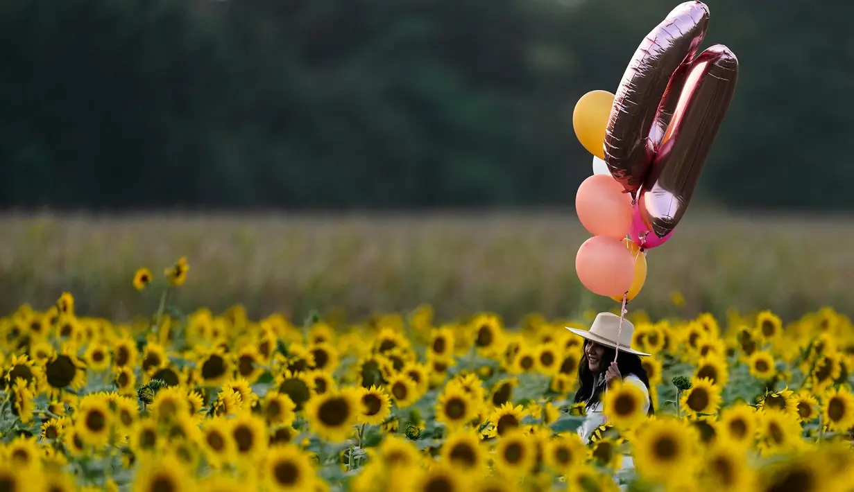 FOTO: Ketika Bunga Matahari Mekar Saat Musim Panas di Kansas - Foto ...