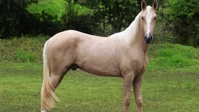 Olahraga Berkuda Baik untuk Kesehatan Kardiovaskular - Health Liputan6.com