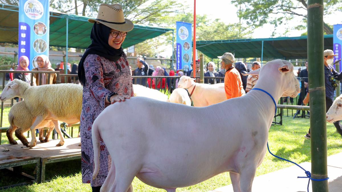 Pameran Hewan Ternak "Banyuwangi Livestock Contest 2023" Jadi Ajang ...