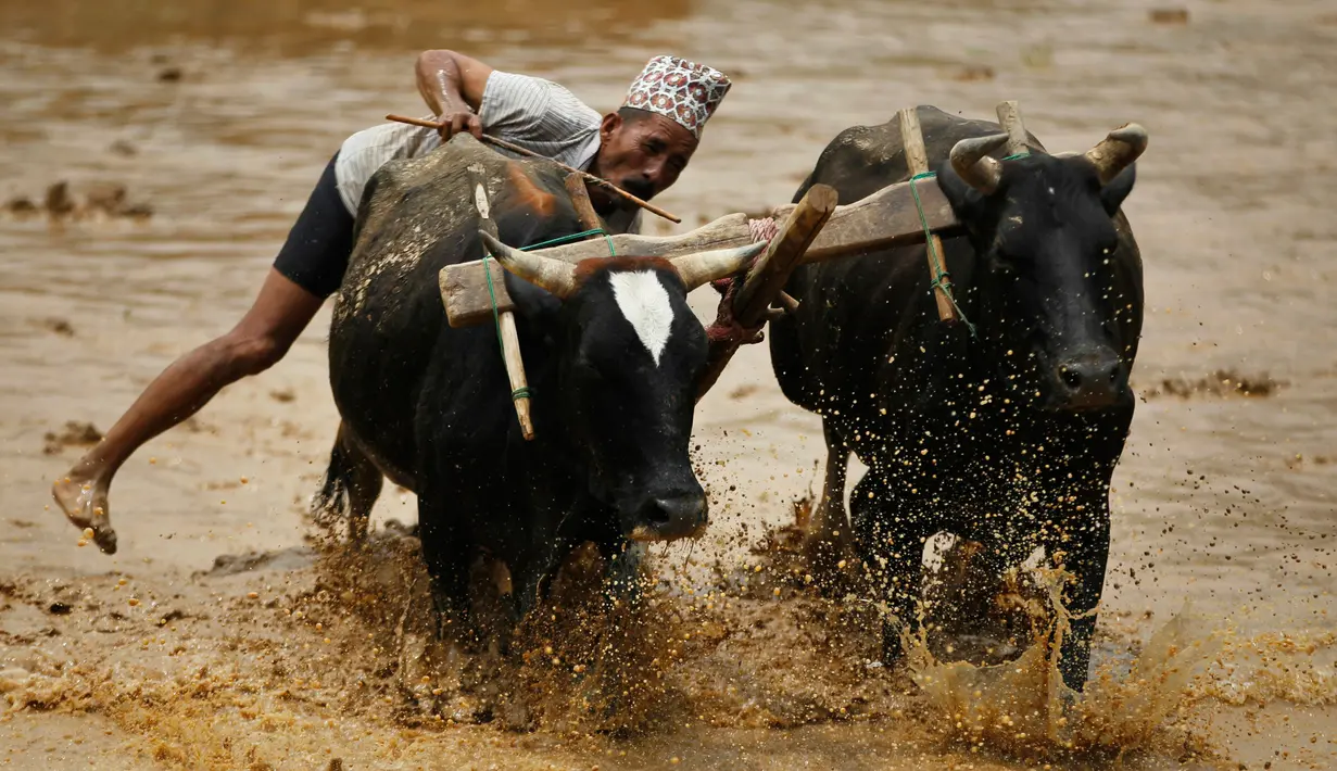 FOTO: Sukacita Warga Nepal Saat Rayakan Hari Tanam Padi - Foto Liputan6.com