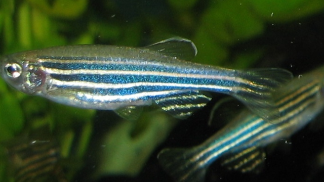 7 Ikan Hias yang Bisa Hidup Tanpa Aerator, Mudah Dirawat
