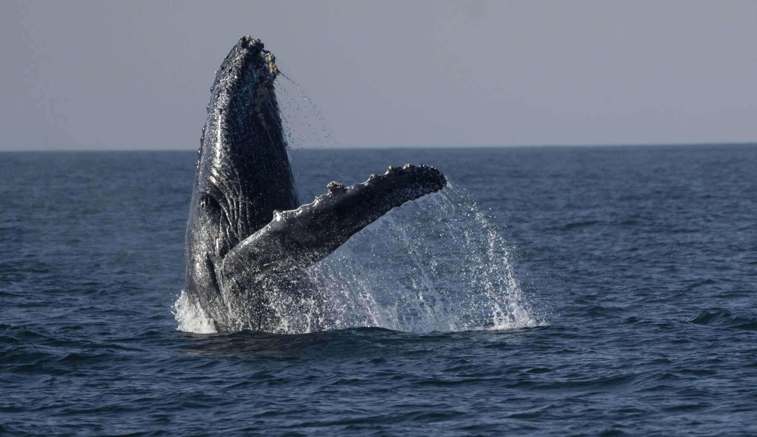 Wisata Mengamati Paus Dimulai di Brasil - Foto Liputan6.com