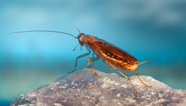 Arti Istilah Bahasa Sunda "Kanjut", Begini Pengertian, Penggunaan, dan ...