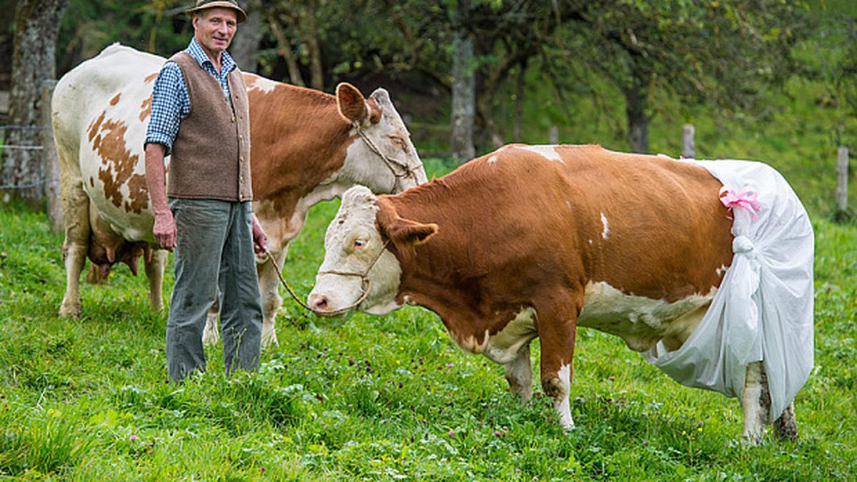 Tren Terbaru, Sapi di Jerman Kini Pakai Popok - Lifestyle Liputan6.com