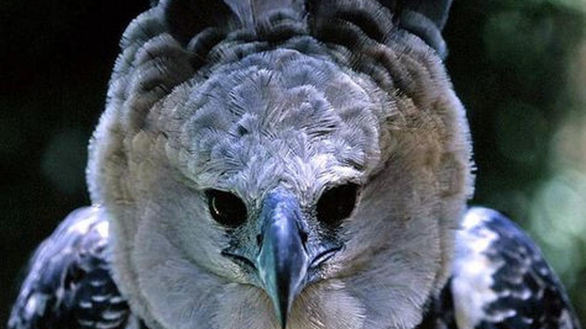 10 Burung Super yang Bisa Terbang dan Angkat Beban Hingga 18 Kg!