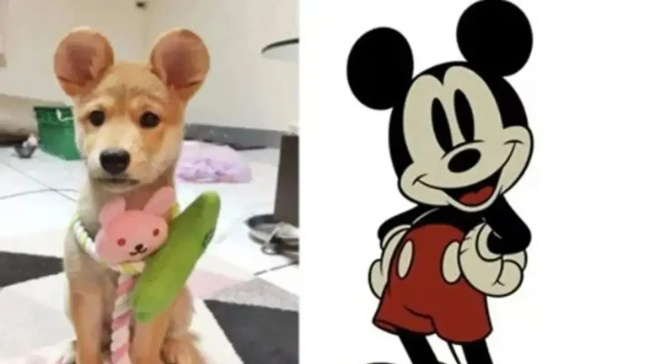 Tren Kejam di China Tuai Kontroversi, Telinga Kucing dan Anjing ...