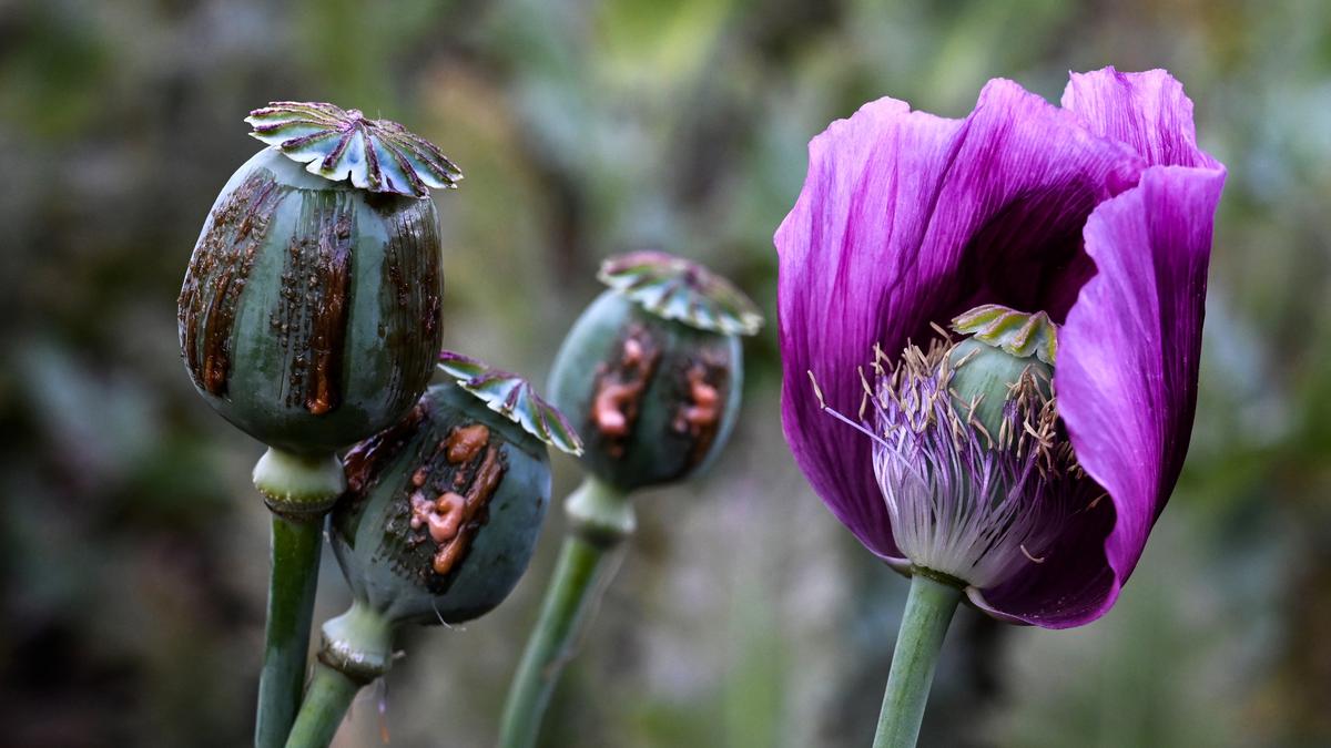 FOTO: Mengintip Ladang Opium di Myanmar - Foto Liputan6.com