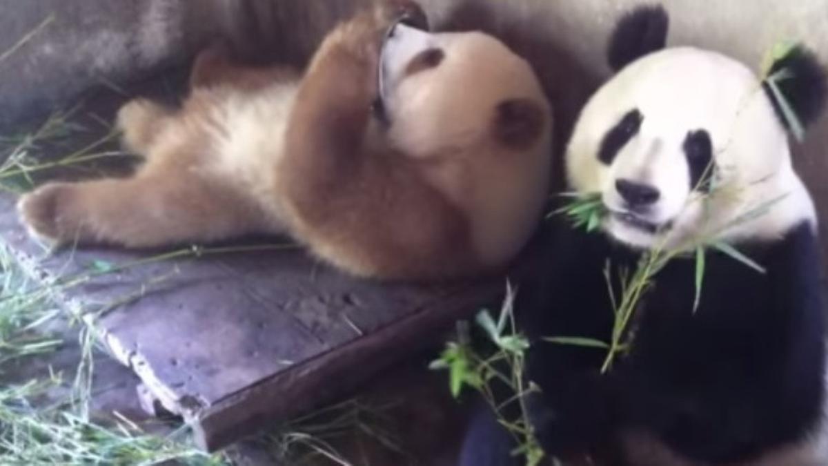 Aksi Lucu Panda Cokelat Ini Hebohkan Publik - Citizen6 Liputan6.com