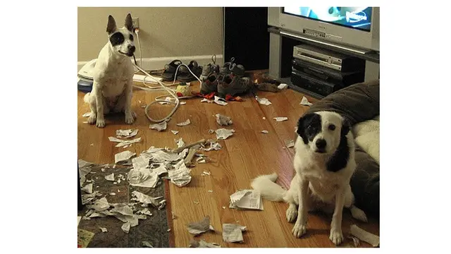 4 Ekspresi Anjing Setelah Merusak Barang Majikannya Ini Bikin Geleng ...