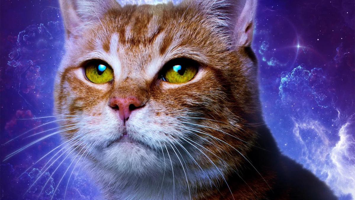 5 Fakta Pemeran Goose di Film The Marvels, Si Kucing Oyen yang Ternyata ...