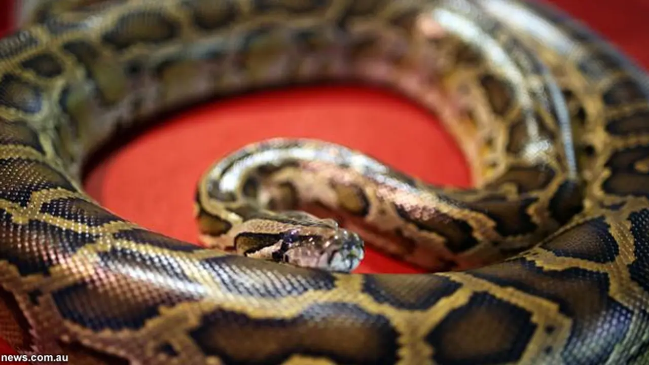 Berbisa hingga Raksasa, 4 Jenis Ular Berbahaya Ini Hidup di Indonesia ...