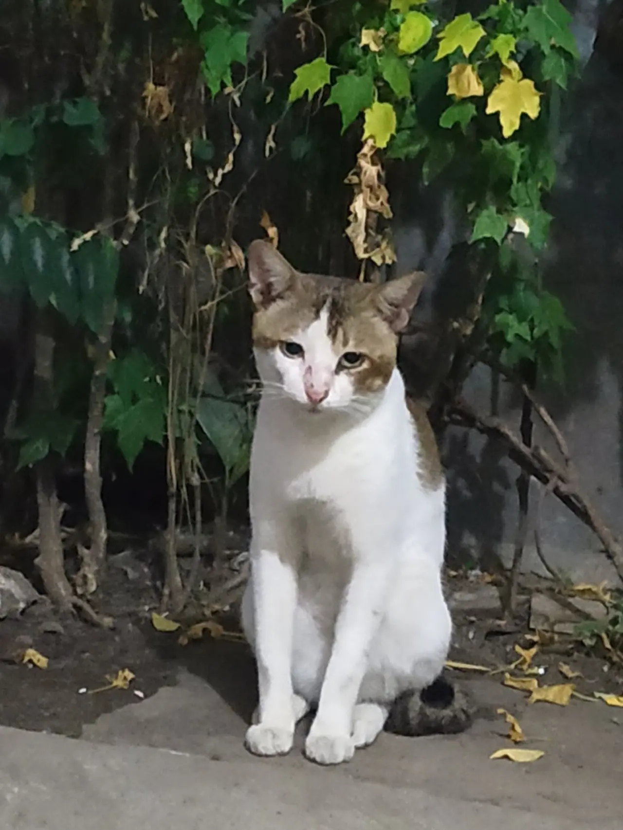 10 Potret Kucing Pasang Muka Melas Ini Bikin Kasihan - Hot Liputan6.com