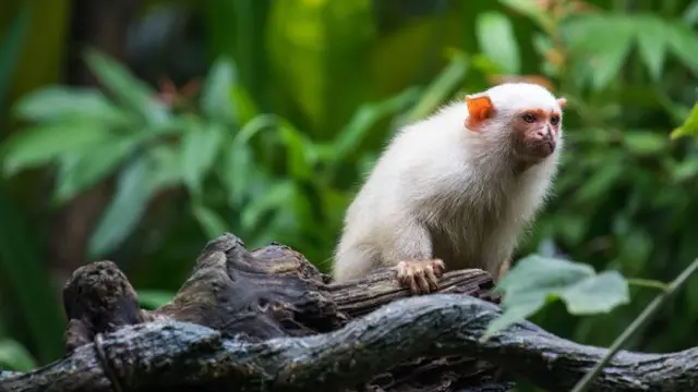 10 Spesies Monyet Paling Mungil di Dunia, Beberapa Hanya Seukuran ...