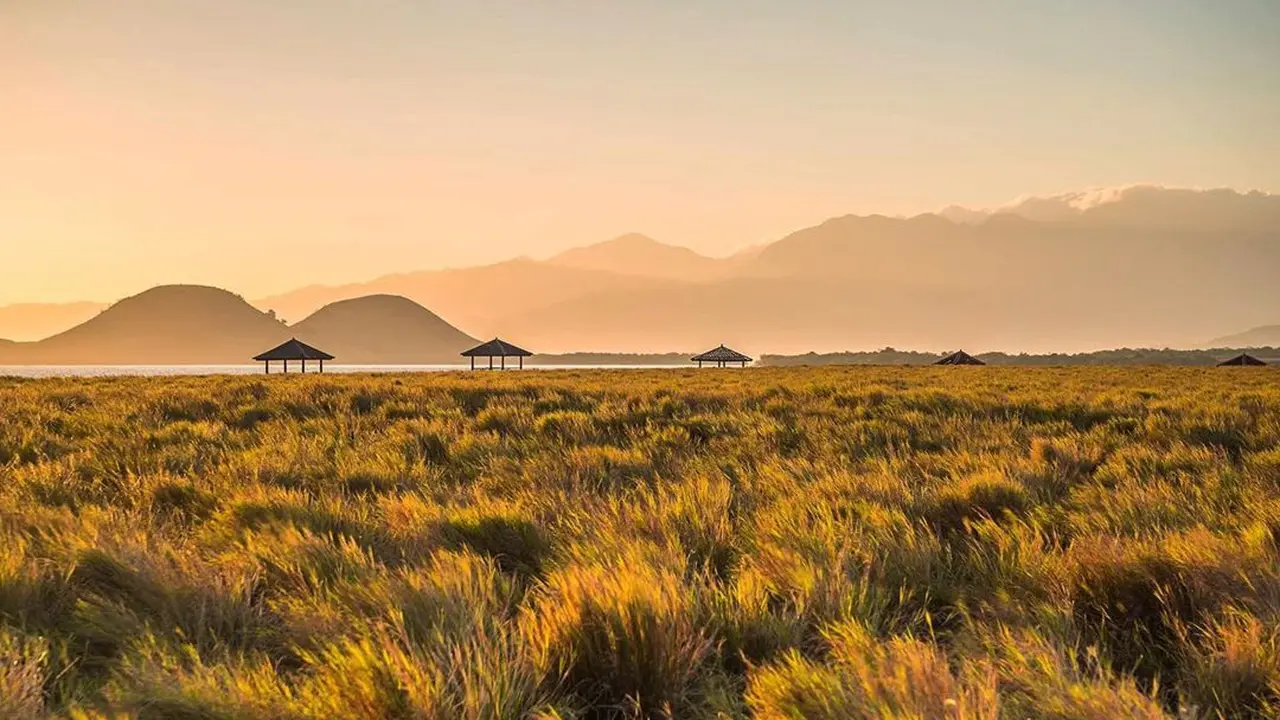 Padang Rumput yang Ada Pepohonannya, Berikut Ciri-Ciri dan Vegetasinya ...
