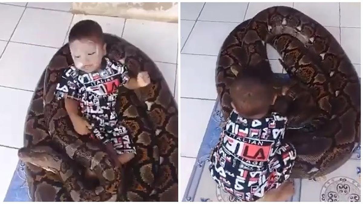 Aksi Balita Main dengan Ular Python Ini Bikin Deg-Degan, Tidak Ada ...