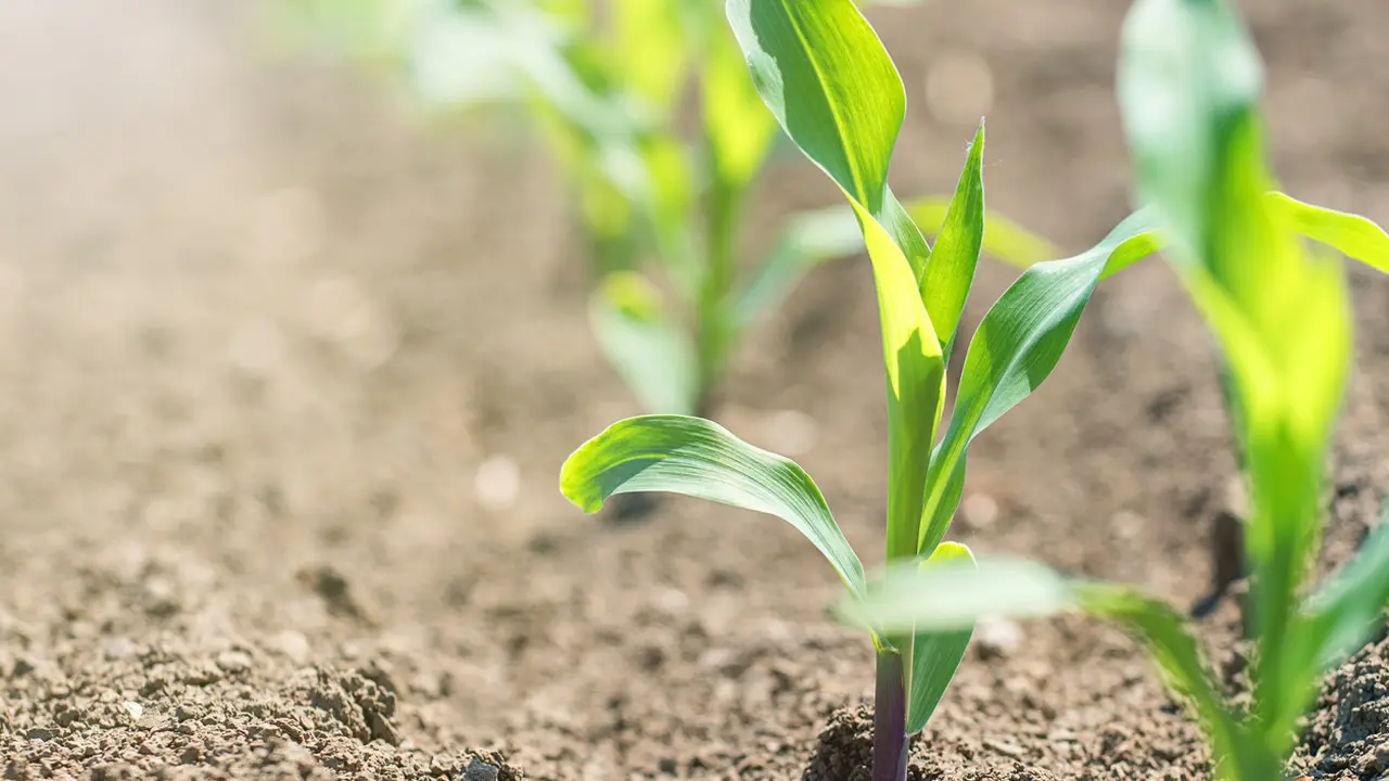 Cara Menanam Jagung di Rumah, Mudah Dipraktikkan - Hot Liputan6.com