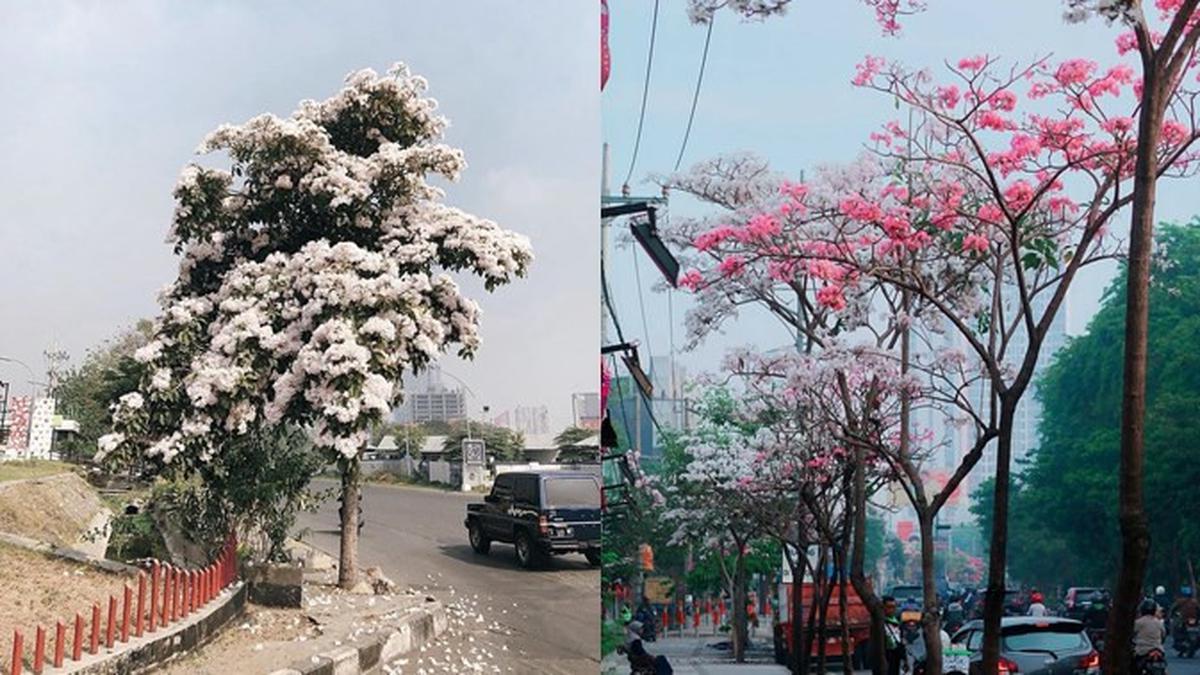 Bunga Tabebuya Mekar, Ini 7 Potret Surabaya yang Serasa di Jepang ...